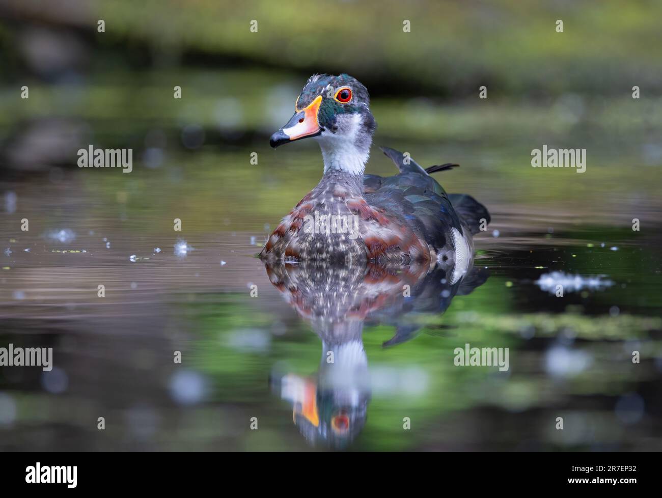 Molting duck hi-res stock photography and images - Alamy