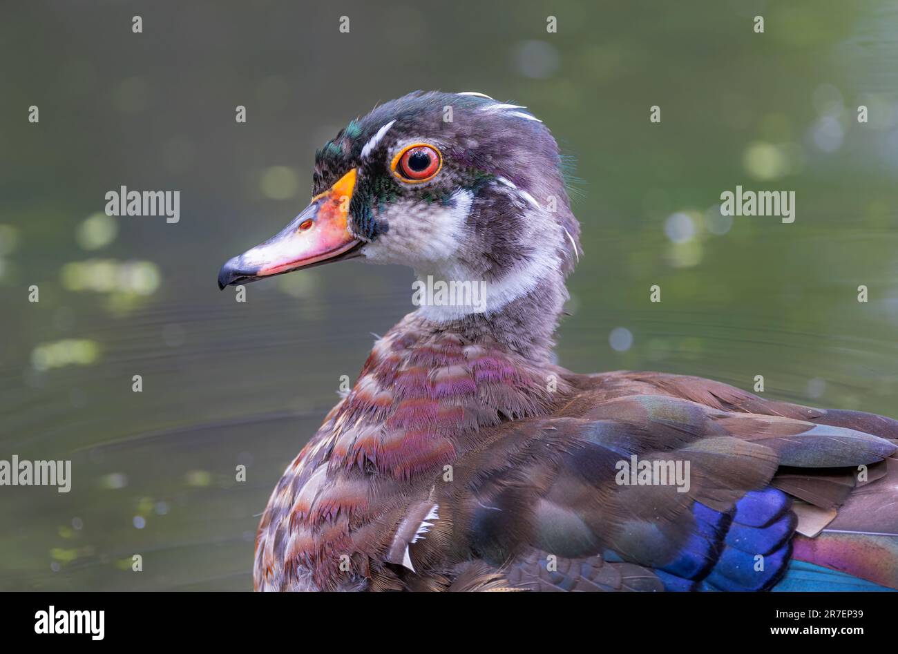 Molting duck hi-res stock photography and images - Alamy