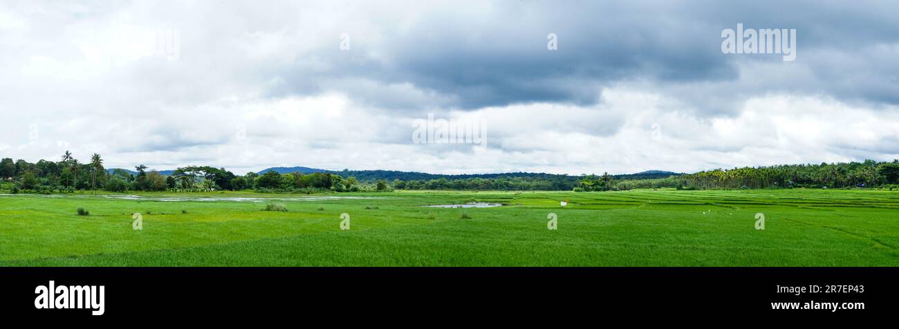 Panoramic view of a paddy field in a village, Kerala, India Stock Photo ...
