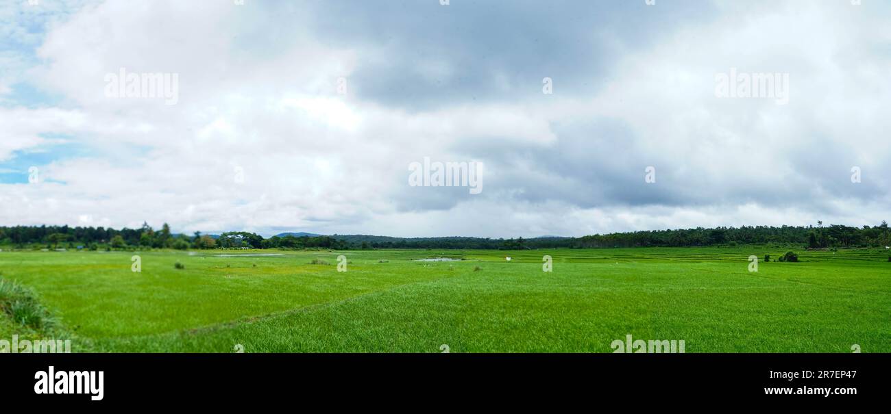 Panoramic view of a paddy field in a village, Kerala, India Stock Photo ...