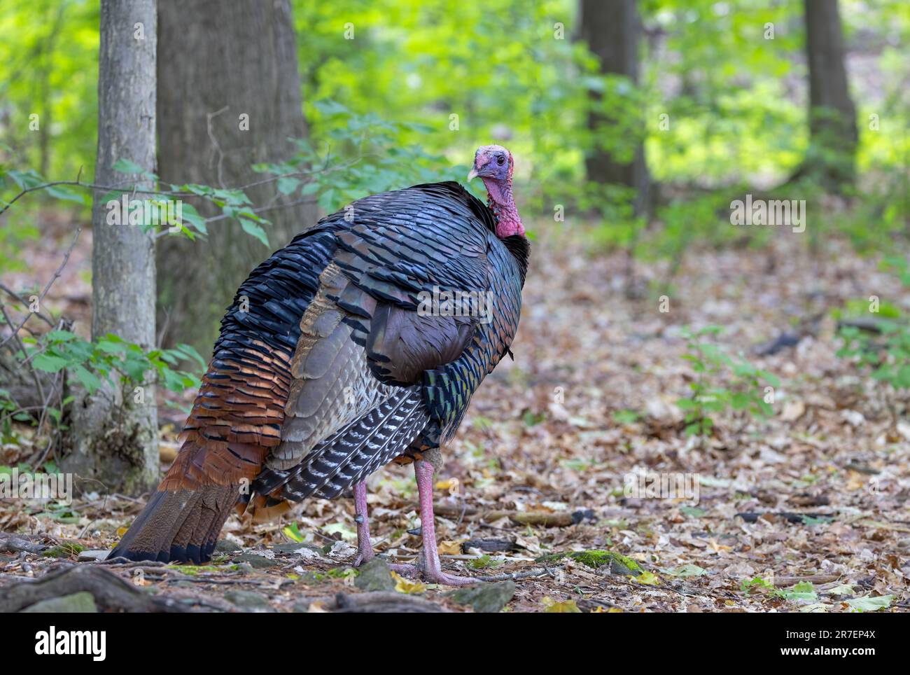 Eastern male Wild Turkey tom (Meleagris gallopavo) strutting with tail ...