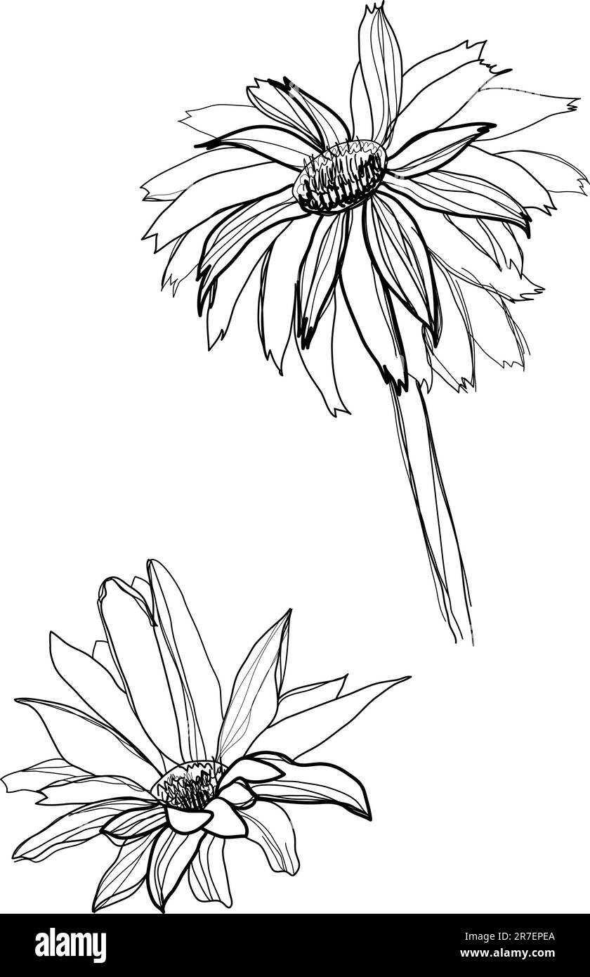 gerbera flower drawing on white background Stock Vector Image & Art - Alamy