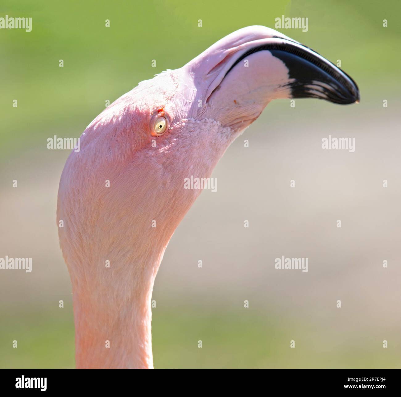 Human eye reflection bird hi-res stock photography and images - Alamy