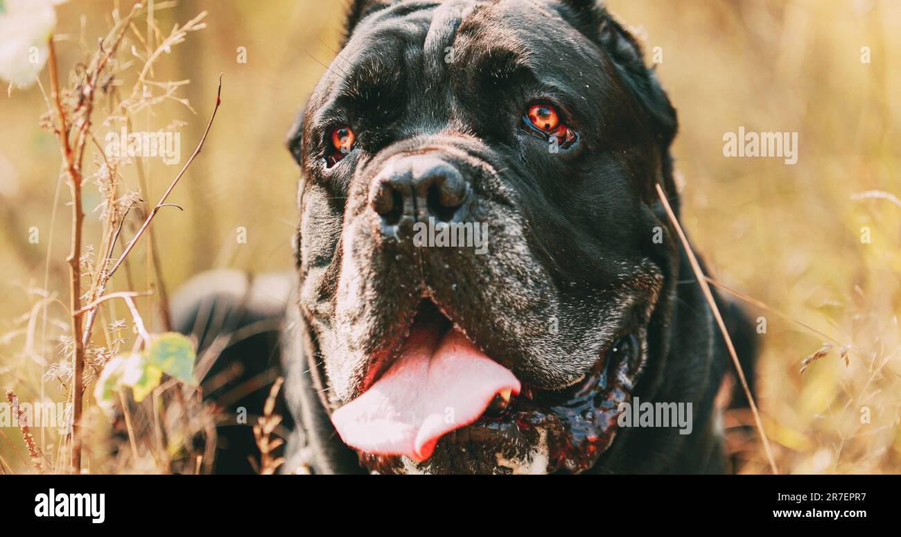Big Cane Corso