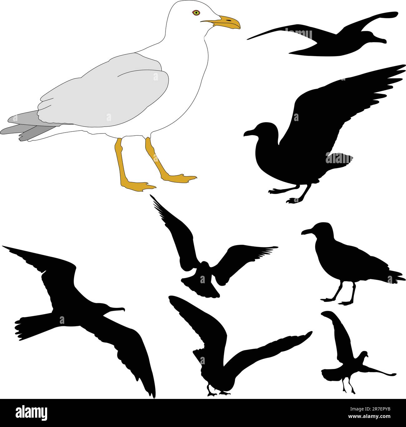 Seagulls Vector Stock Vector Image And Art Alamy