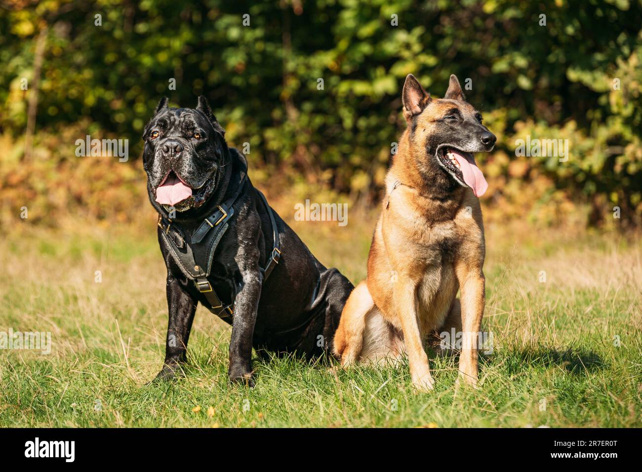 Cane Corso Red