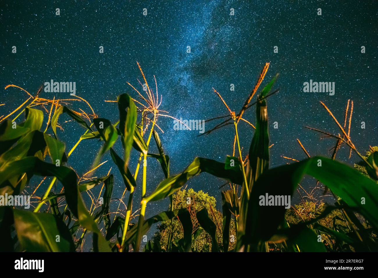 Cornfield At Night