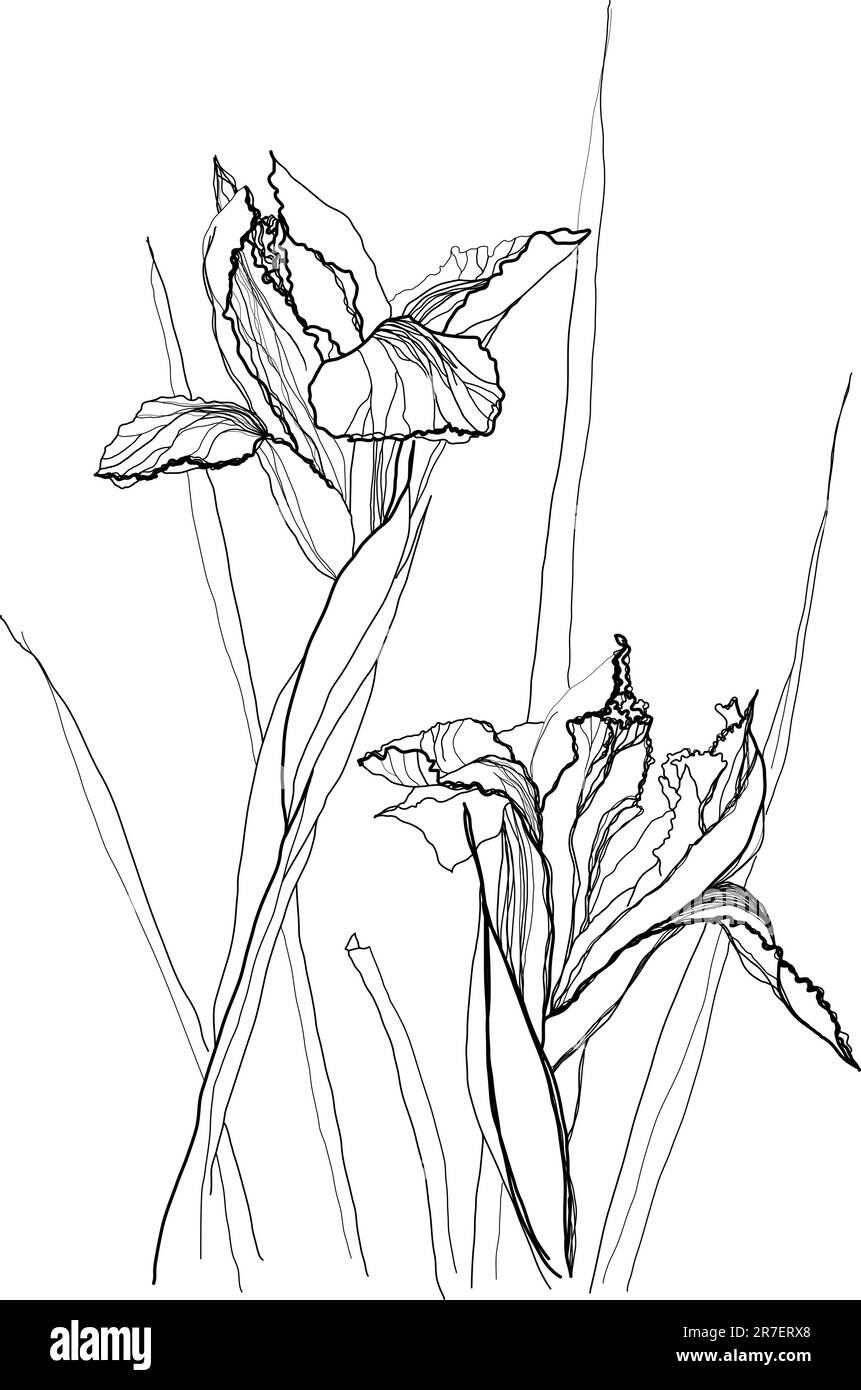 Iris flower drawing hi-res stock photography and images - Alamy