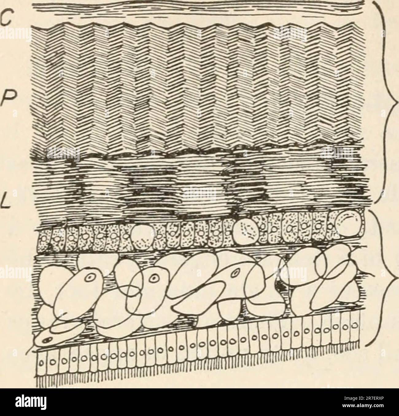 "Elements of biology; a practical text-book correlating botany, zoology ...