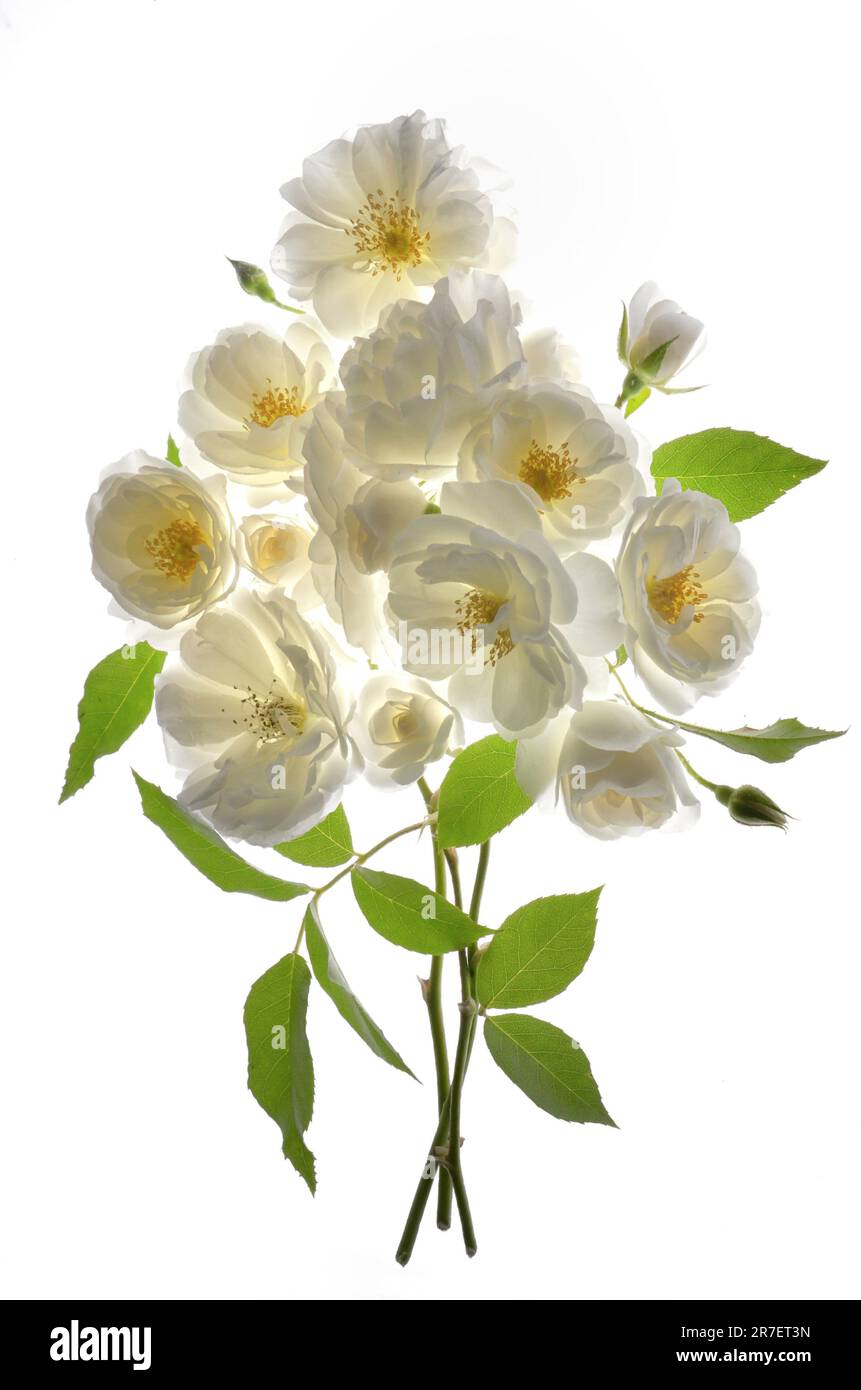 Bouquet Of Fresh Wild White Roses on White Background Stock Photo - Alamy