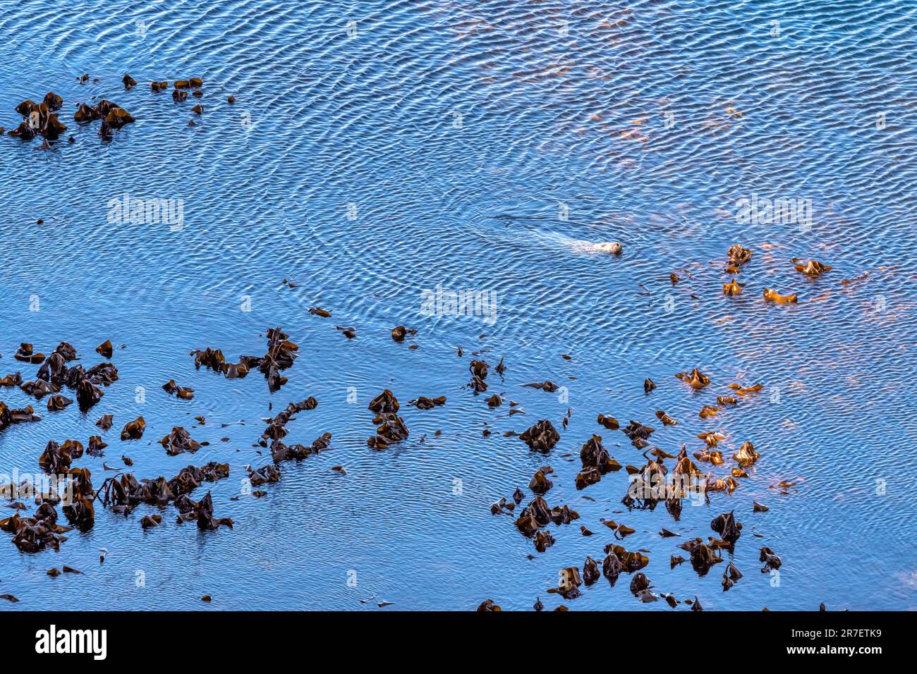 Grey seal, Halichoerus grypus, fishing in kelp in Wick of Trutis from ...