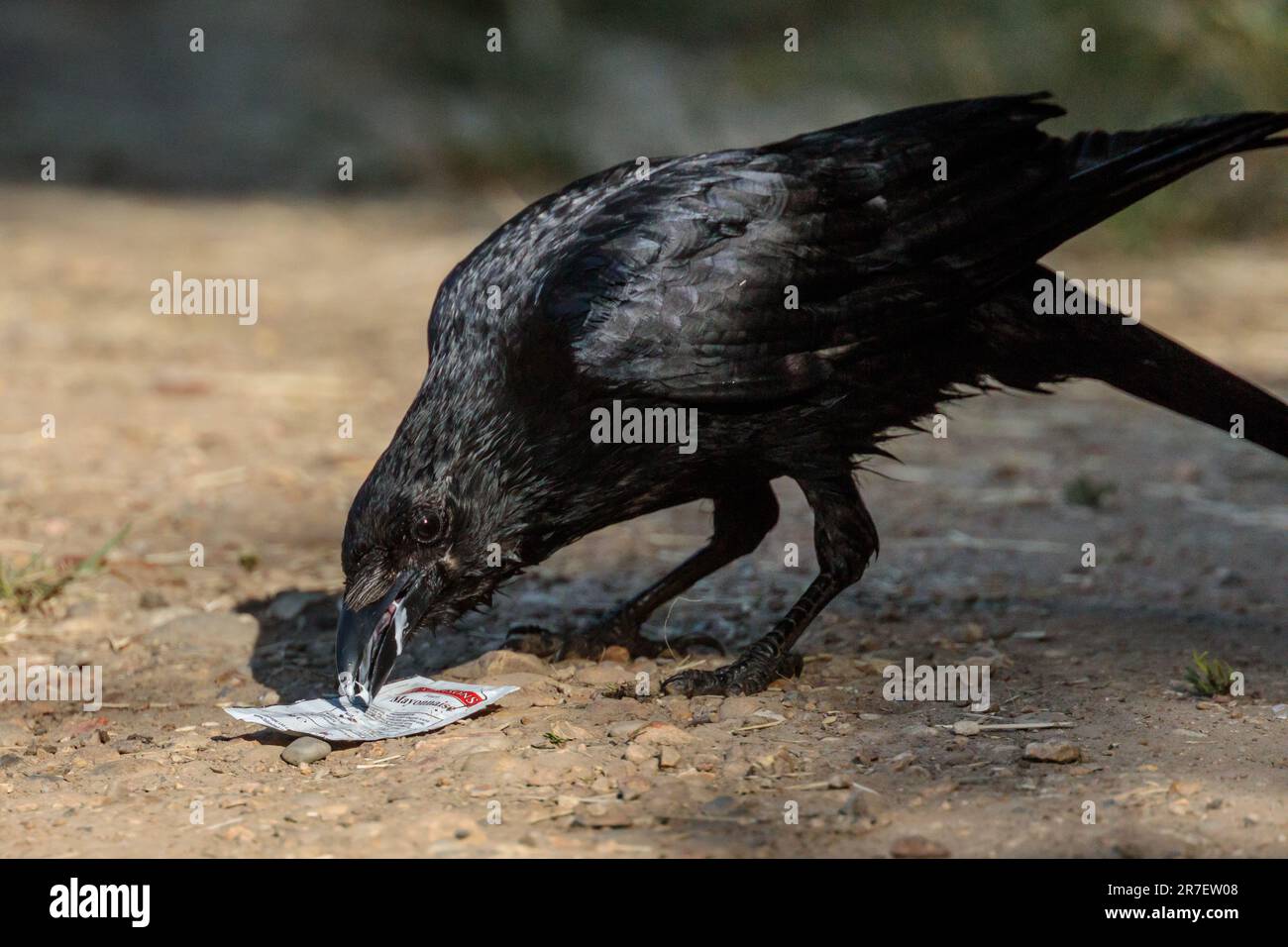 Barn Hill, Wembley, UK. 15th June 2023. A Carrion Crow tucks into a ...