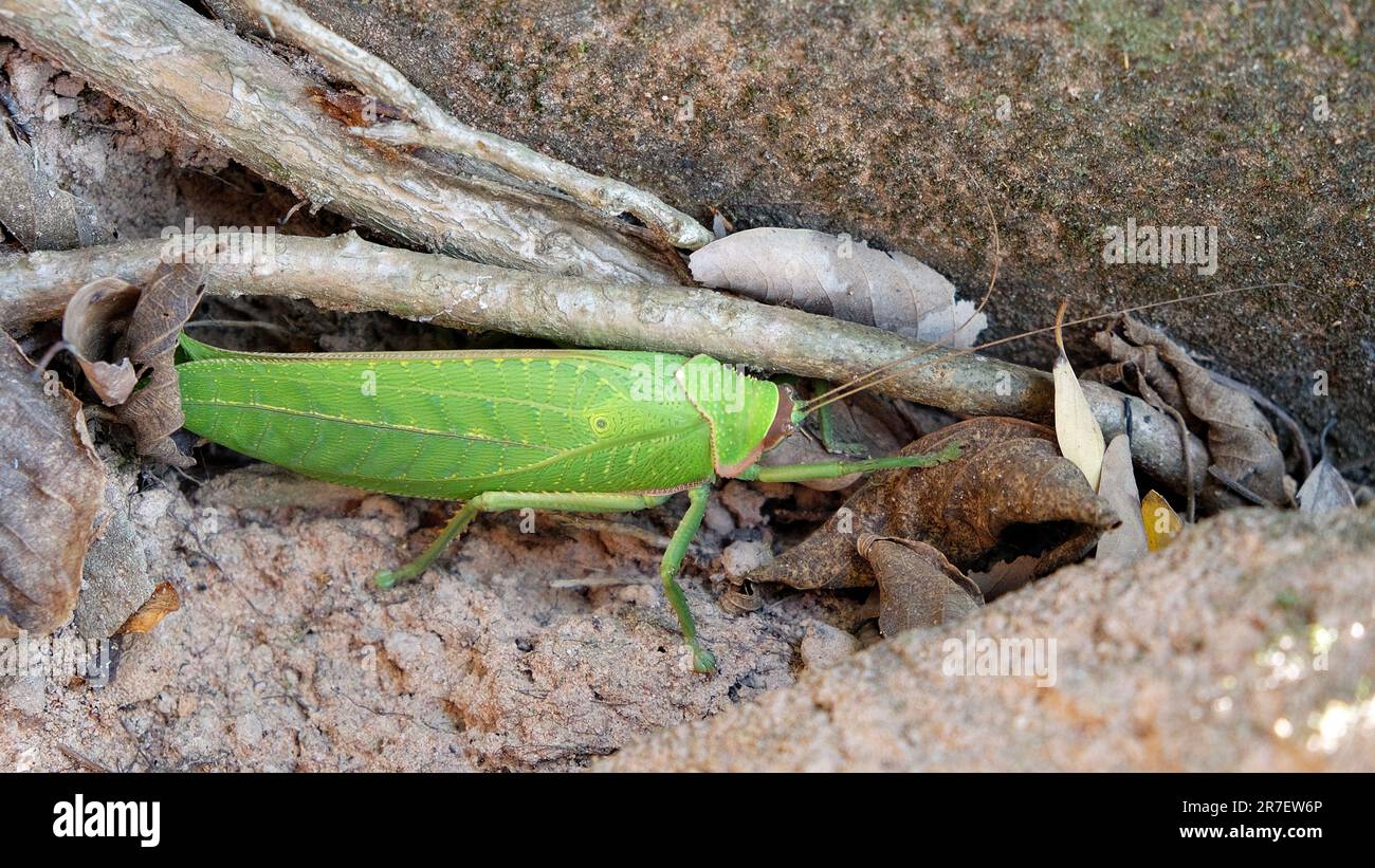 Giant Grasshopper Shot