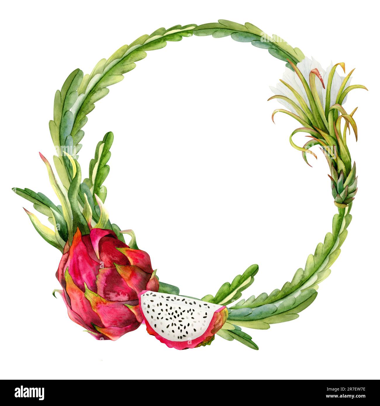 Dragon Fruit Flower Drawing