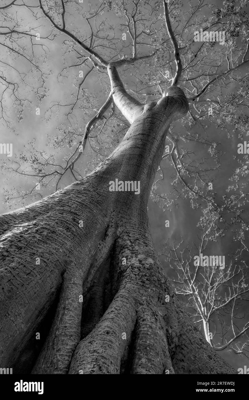 The mighty trunk of the ficus tree stretches high to the sky. Black and ...