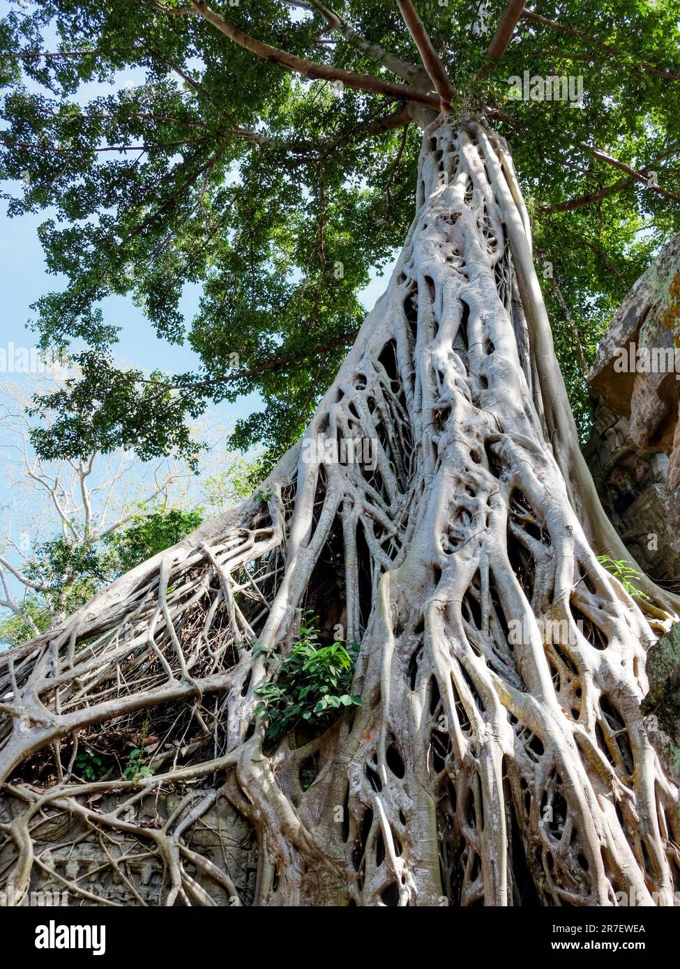 Fancy roots of a huge tropical tree, walking ficus, banyan Stock Photo ...