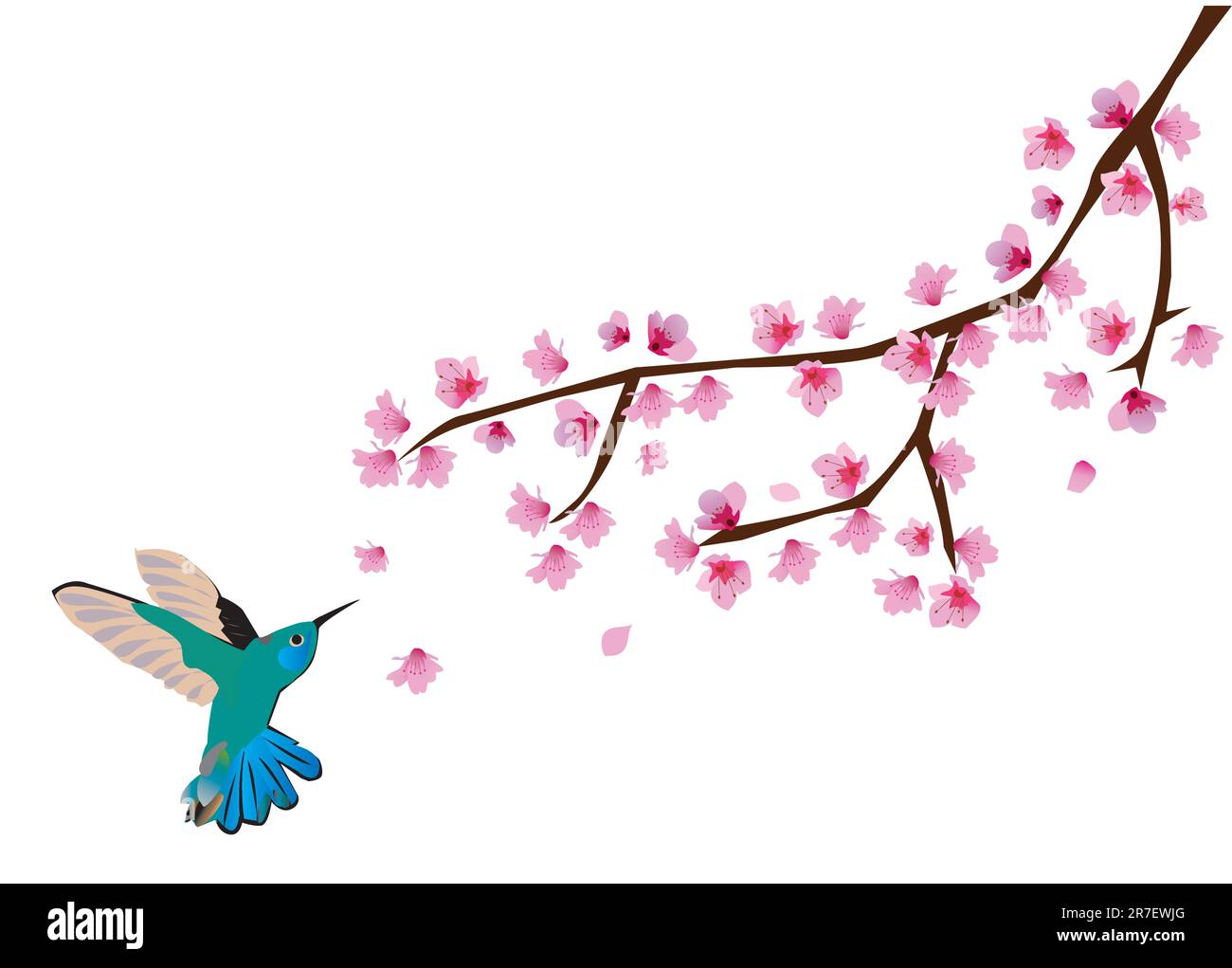 Beautiful blossom bird cherry Cut Out Stock Images & Pictures - Alamy