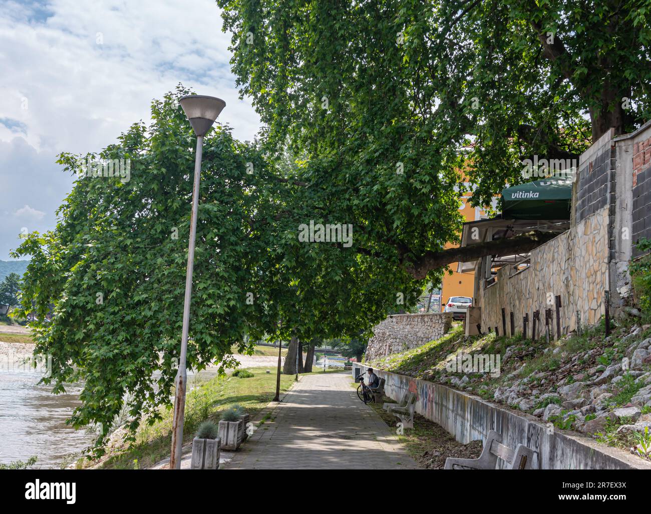 A large tree grows over the street Stock Photo - Alamy