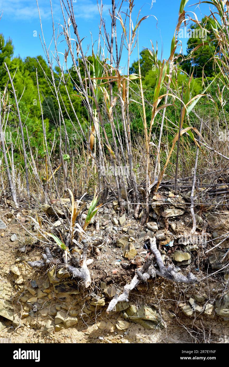 Spanish cane stems hi-res stock photography and images - Alamy
