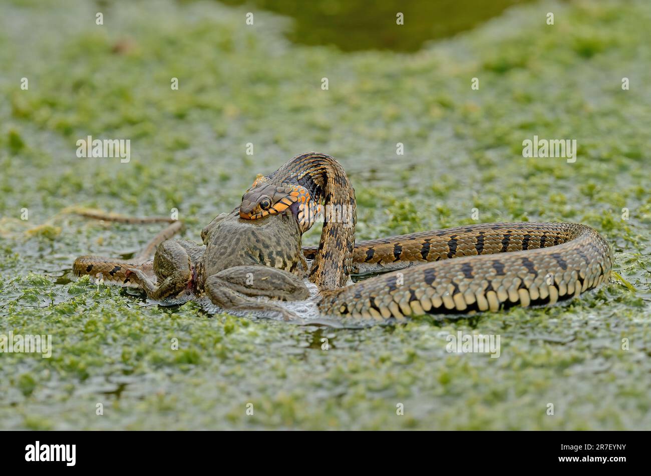 The water snake hunted frogs. Natrix tesellata Stock Photo - Alamy