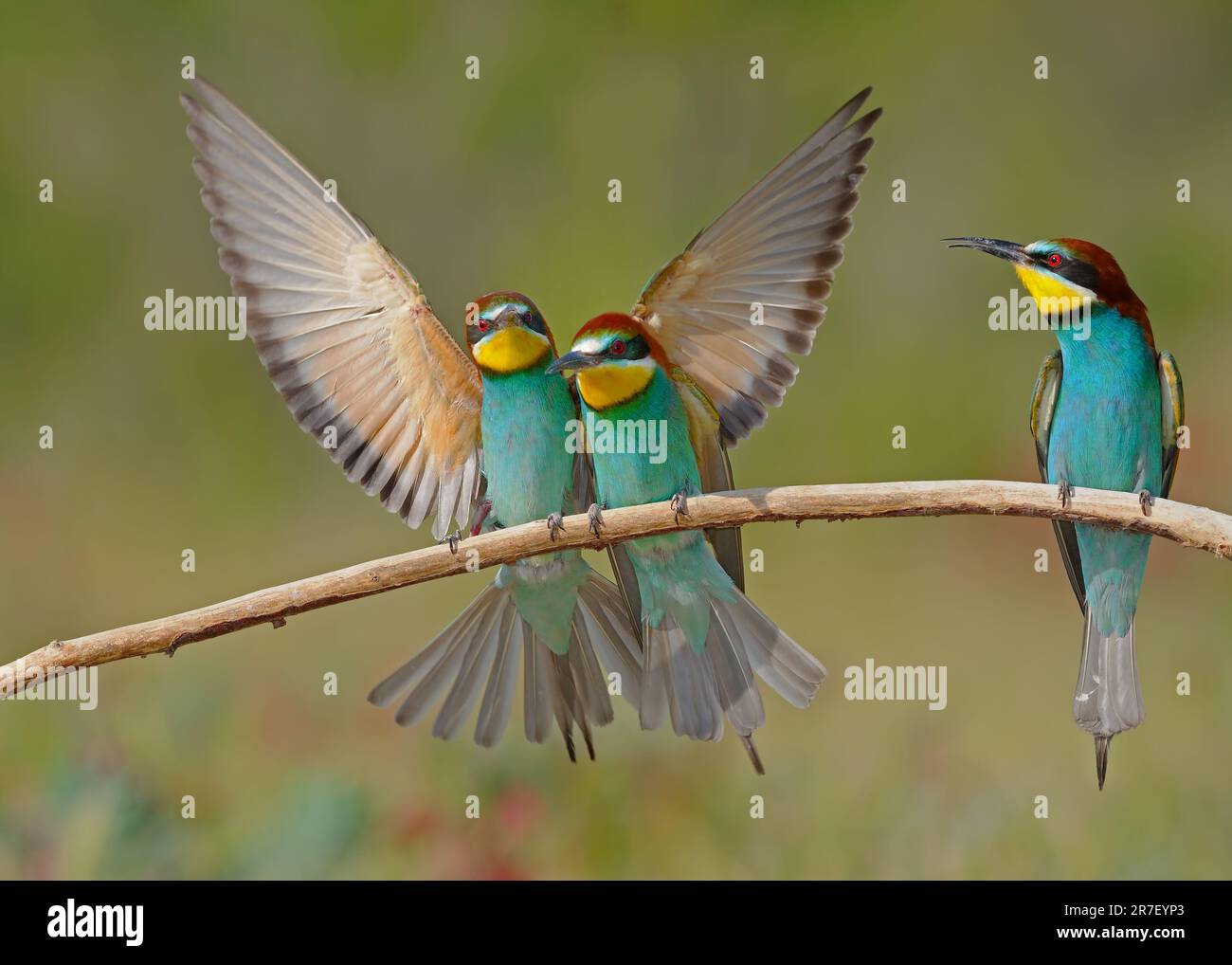 Three bee-eaters playing on a branch. Bee-eater with wings open Stock ...