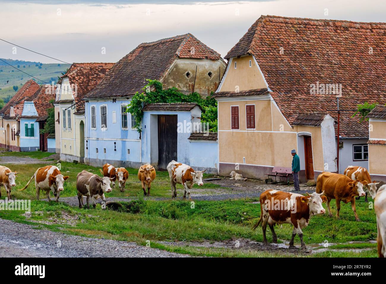 Cows in the village of Viscri in Romania Stock Photo - Alamy