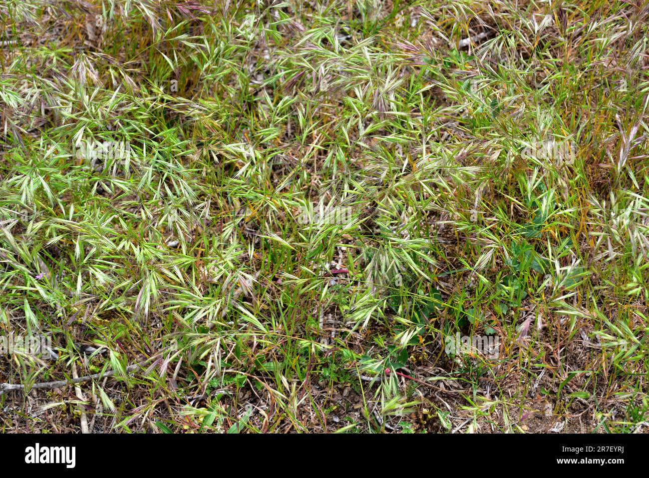 Bromus madritensis hi-res stock photography and images - Alamy