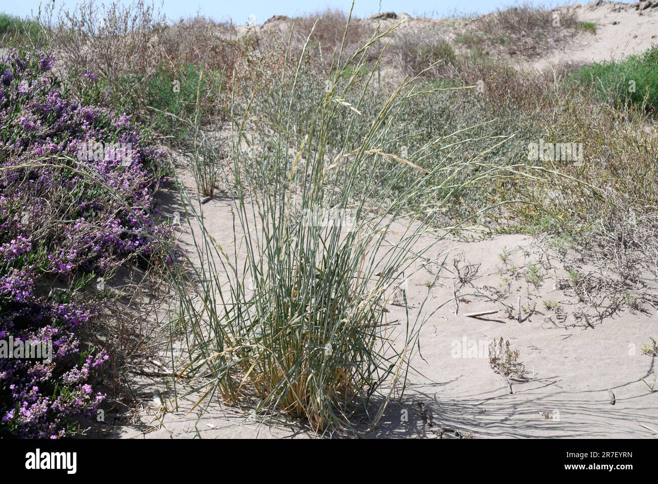 Sand couch grass hi-res stock photography and images - Alamy