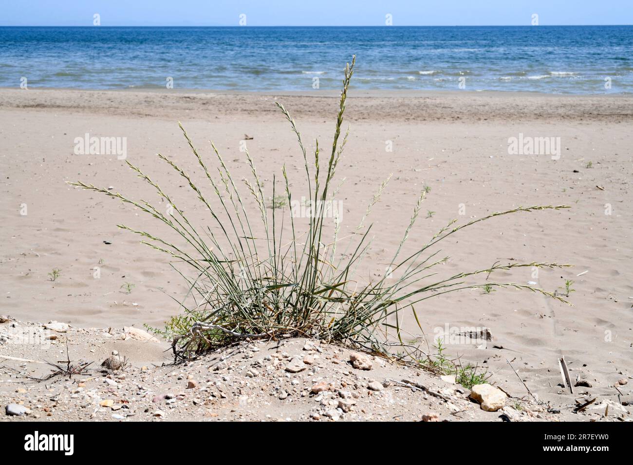 Sea grass plant hi-res stock photography and images - Alamy