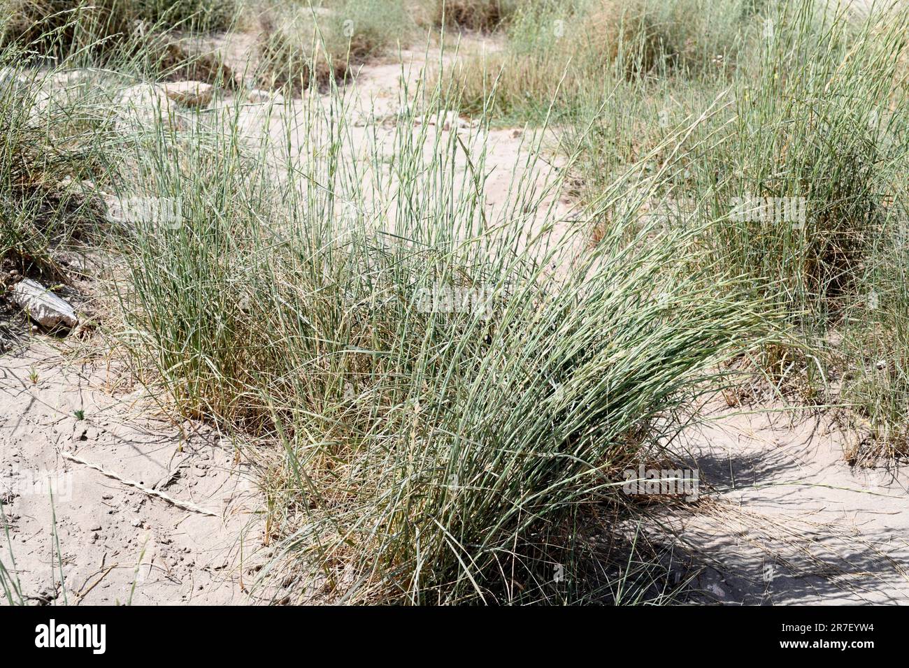 Thinopyrum junceum hi-res stock photography and images - Alamy