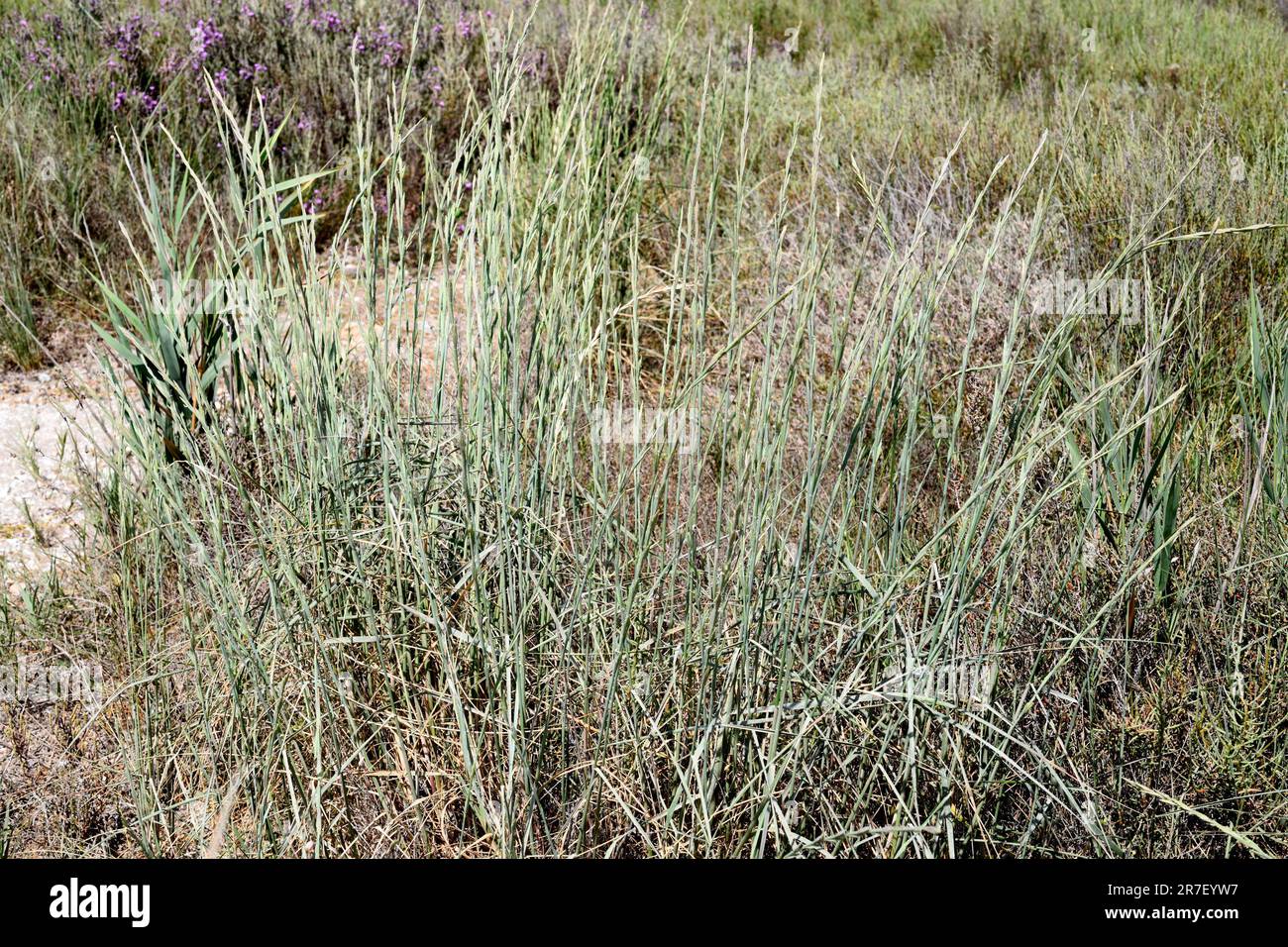 Sand couch grass hi-res stock photography and images - Alamy