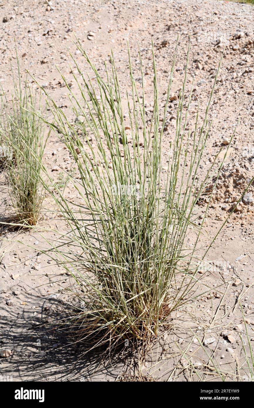 Thinopyrum junceum hi-res stock photography and images - Alamy