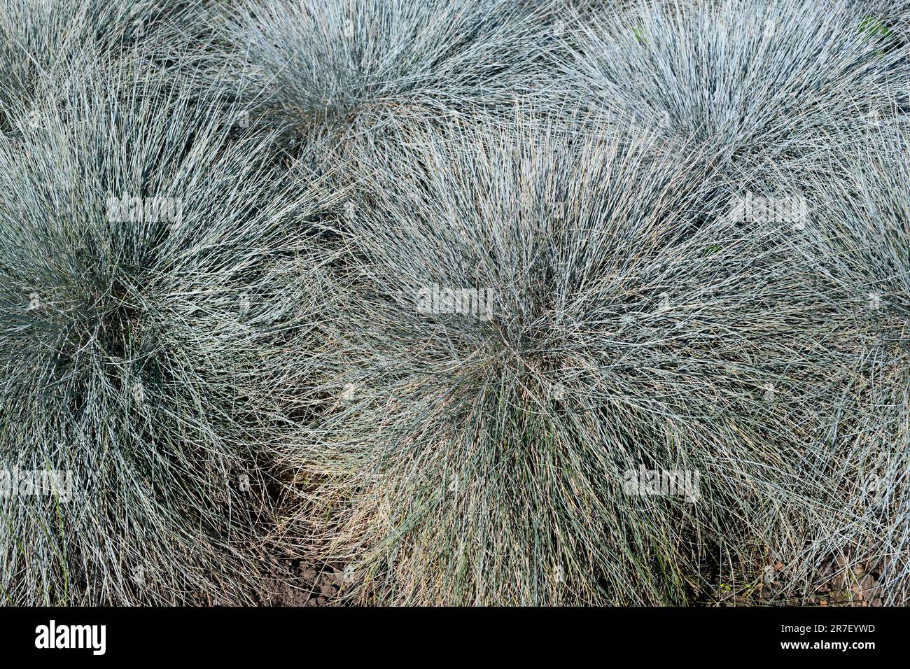 Festuca festuca glauca hi-res stock photography and images - Alamy