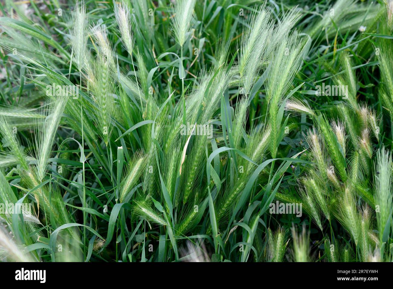 The barley hi-res stock photography and images - Alamy