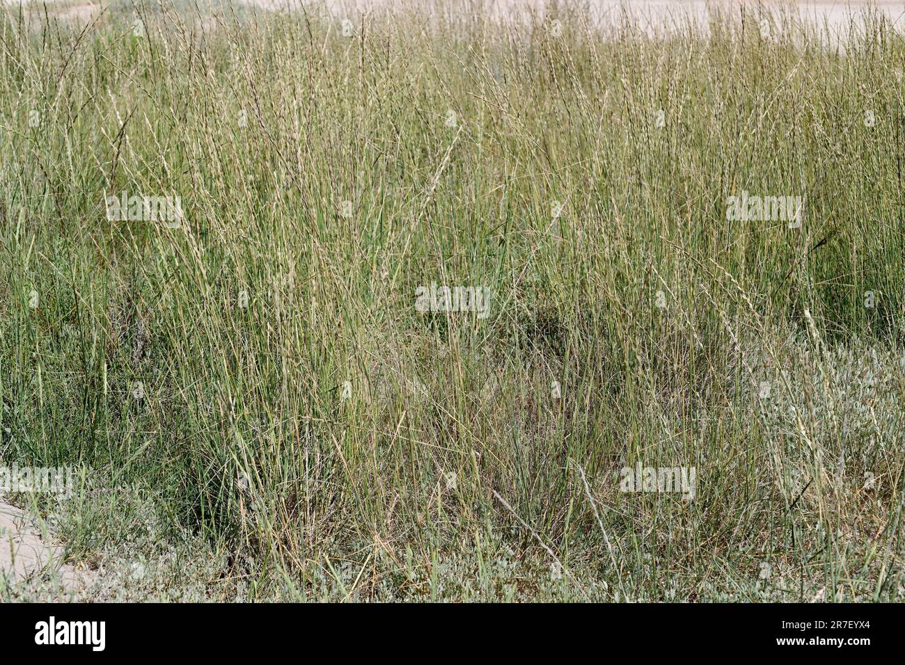 Sand couch grass hi-res stock photography and images - Alamy