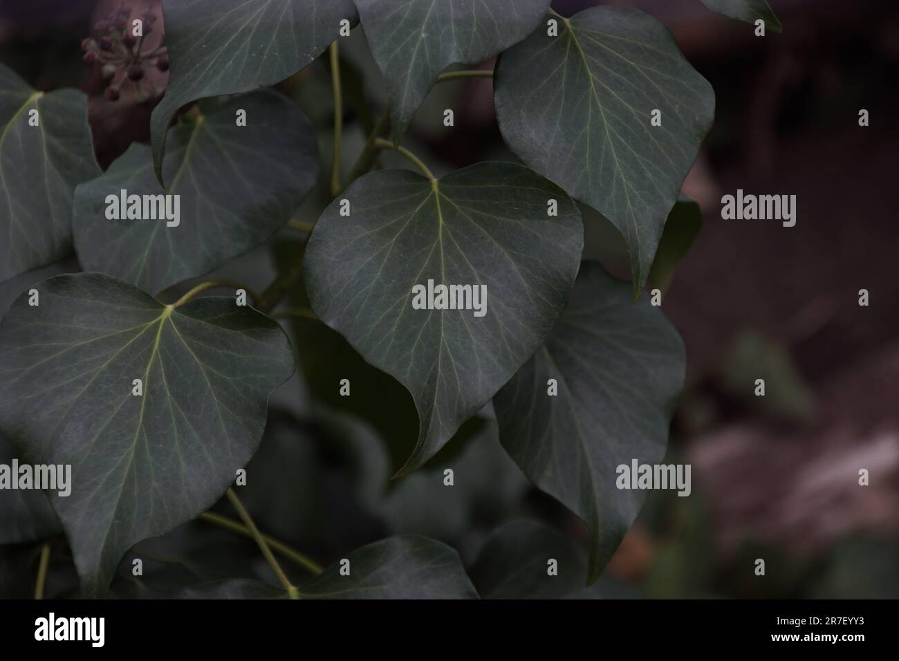 A close-up shot of Malabar Gulbel leaves, featuring vibrant green hues ...