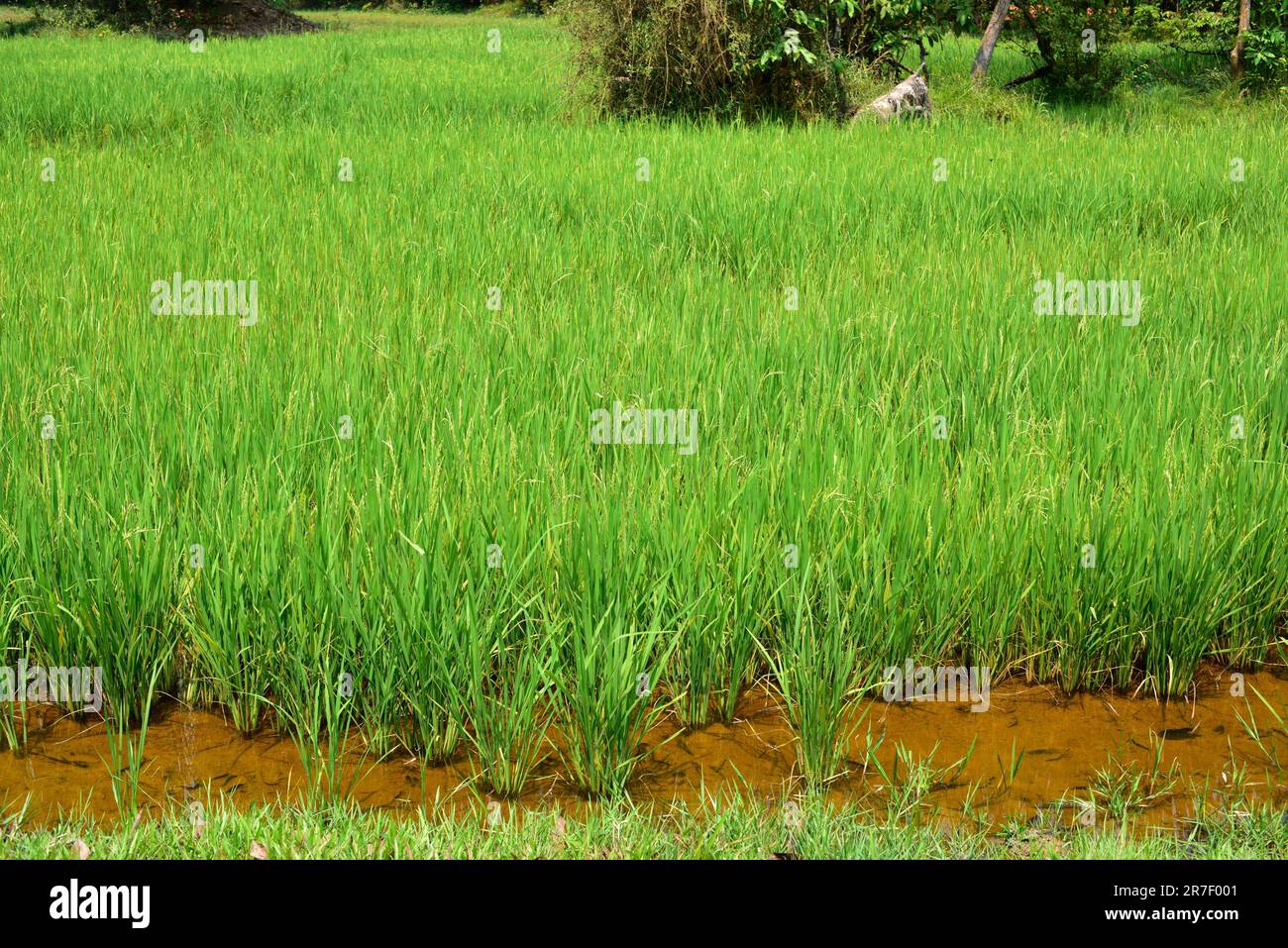 Rice and river hi-res stock photography and images - Alamy