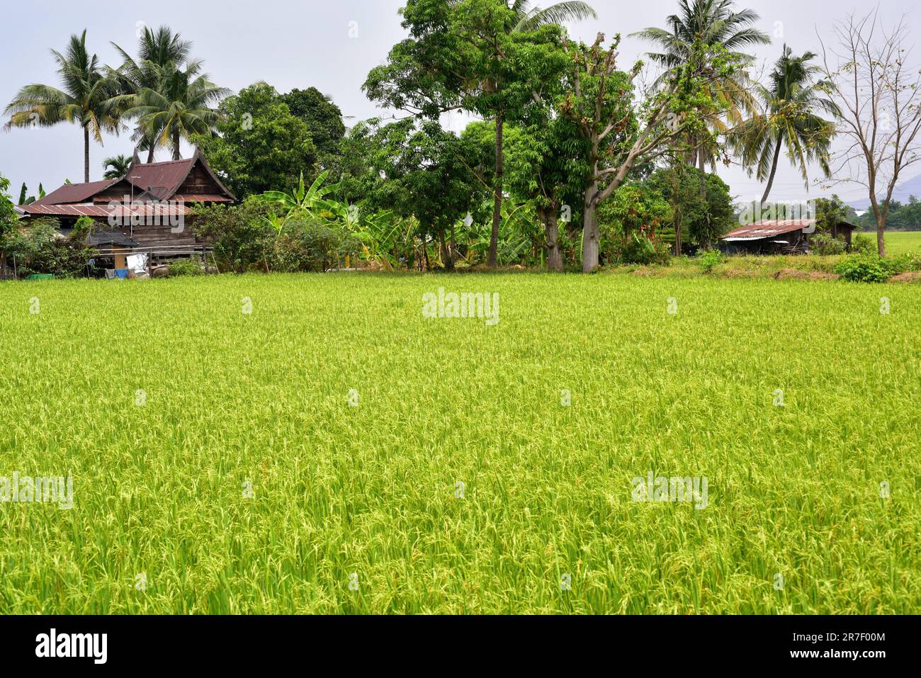 Field of rice plant hi-res stock photography and images - Alamy