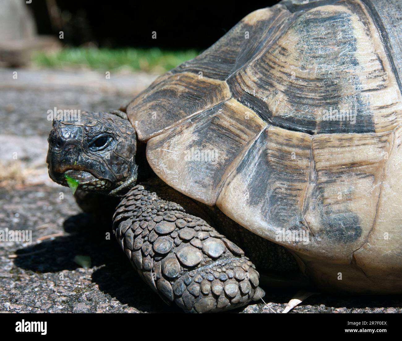 Herman's tortoise hi-res stock photography and images - Alamy