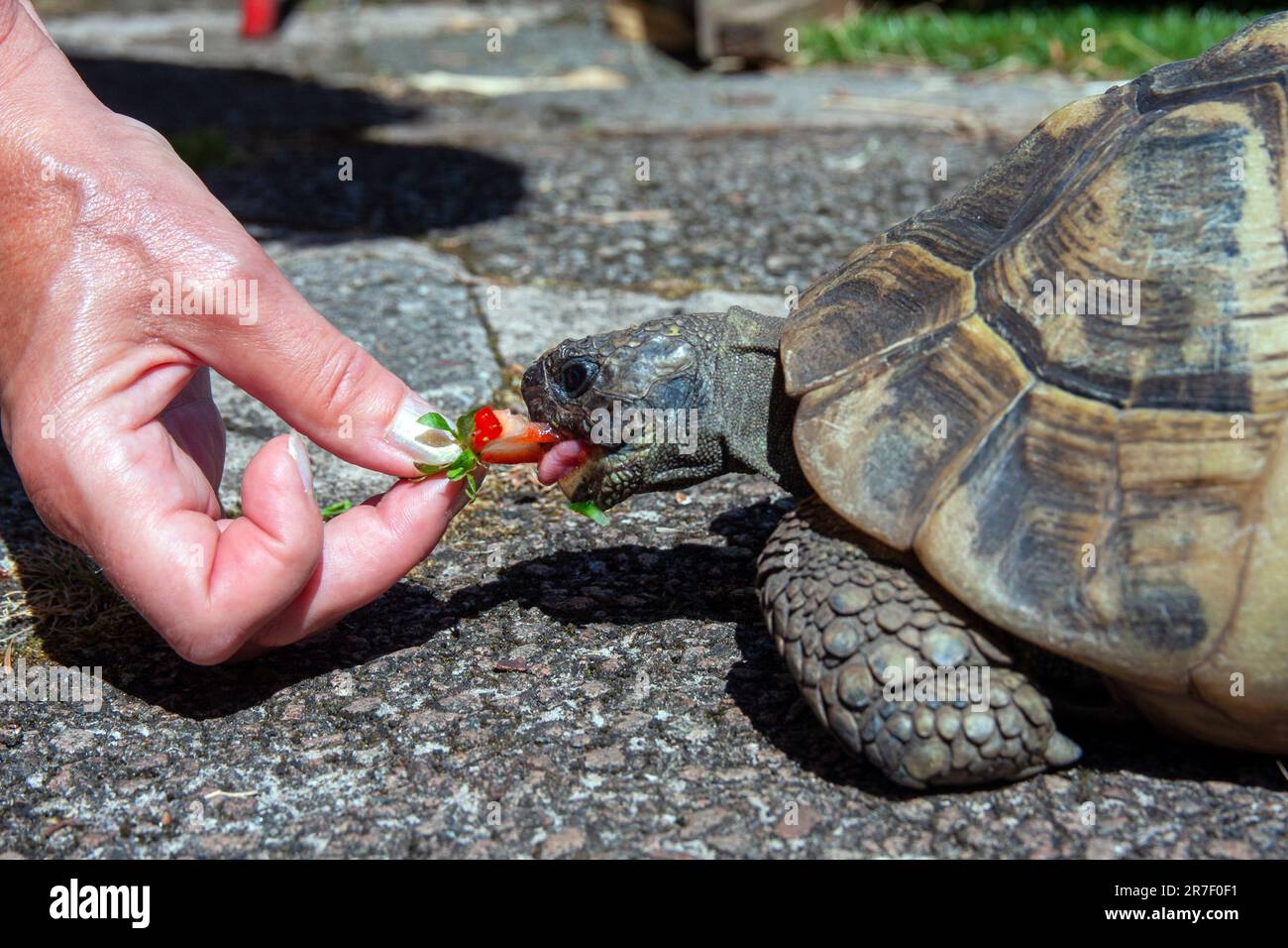 Hermans tortoise hi-res stock photography and images - Alamy