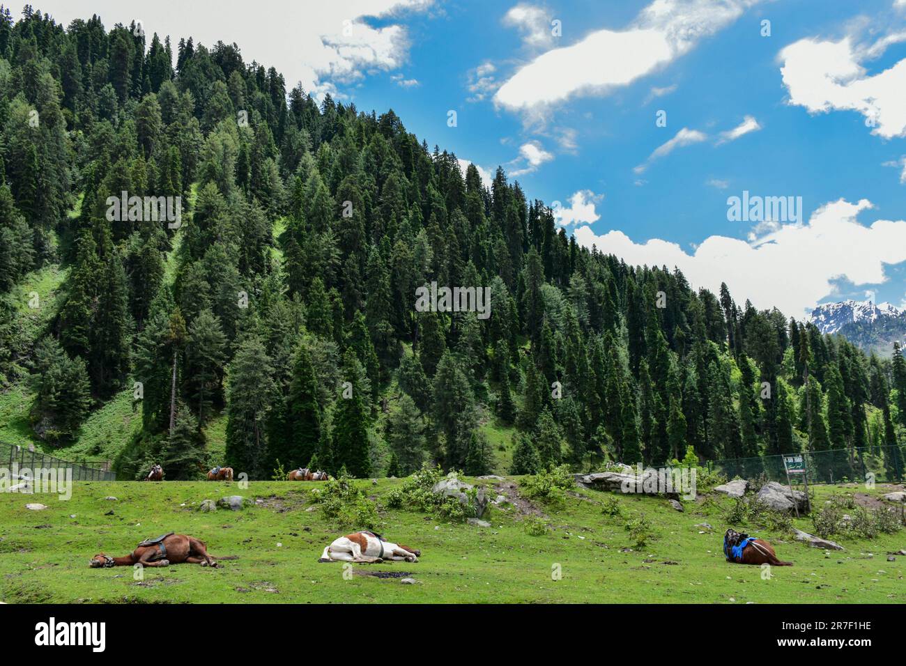 Pahalgam, India. 15th June, 2023. Horses rest in a field during a sunny ...