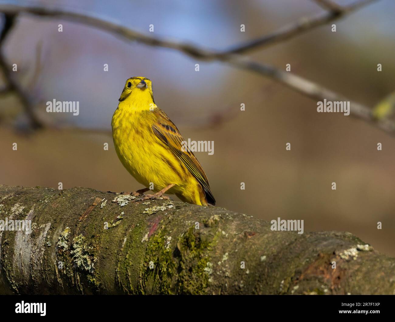 Yellow hammer bird hi-res stock photography and images - Alamy