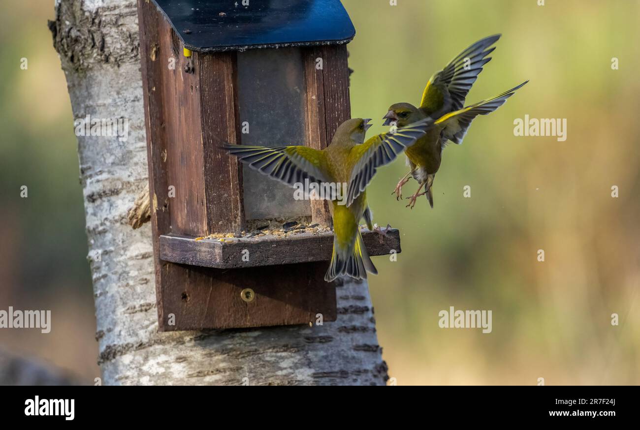 The greenfinch birds fighting in flight near a bird feeder Stock Photo ...