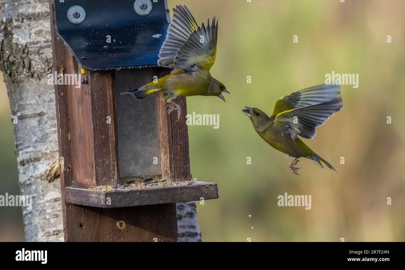 The greenfinch birds fighting in flight near a bird feeder Stock Photo ...