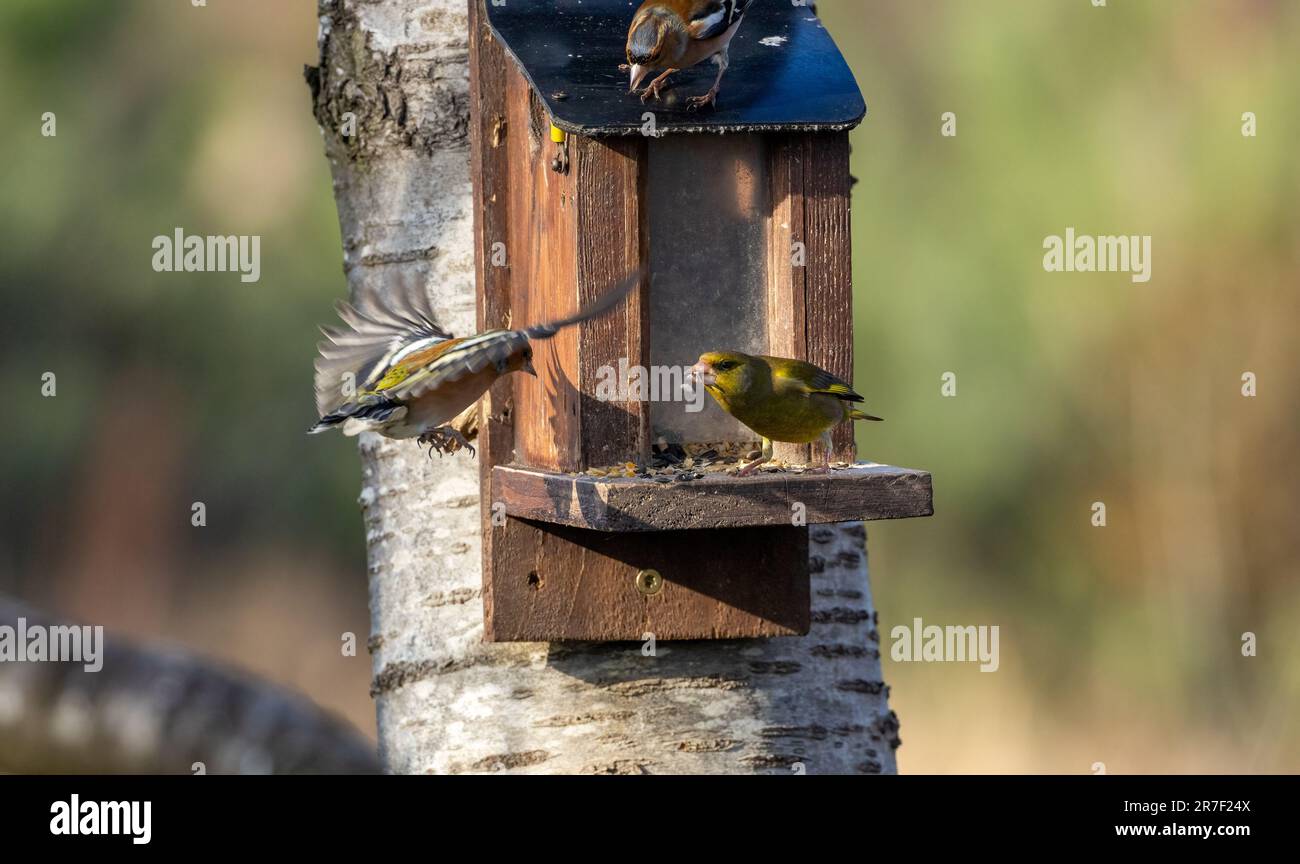 The greenfinch birds fighting in flight near a bird feeder Stock Photo ...