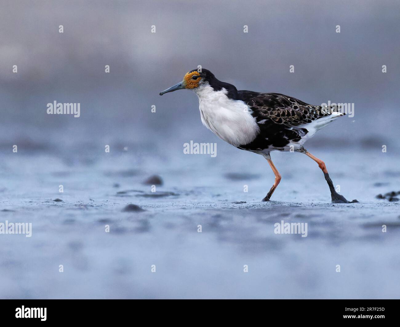 Horizontal ruff hi-res stock photography and images - Alamy