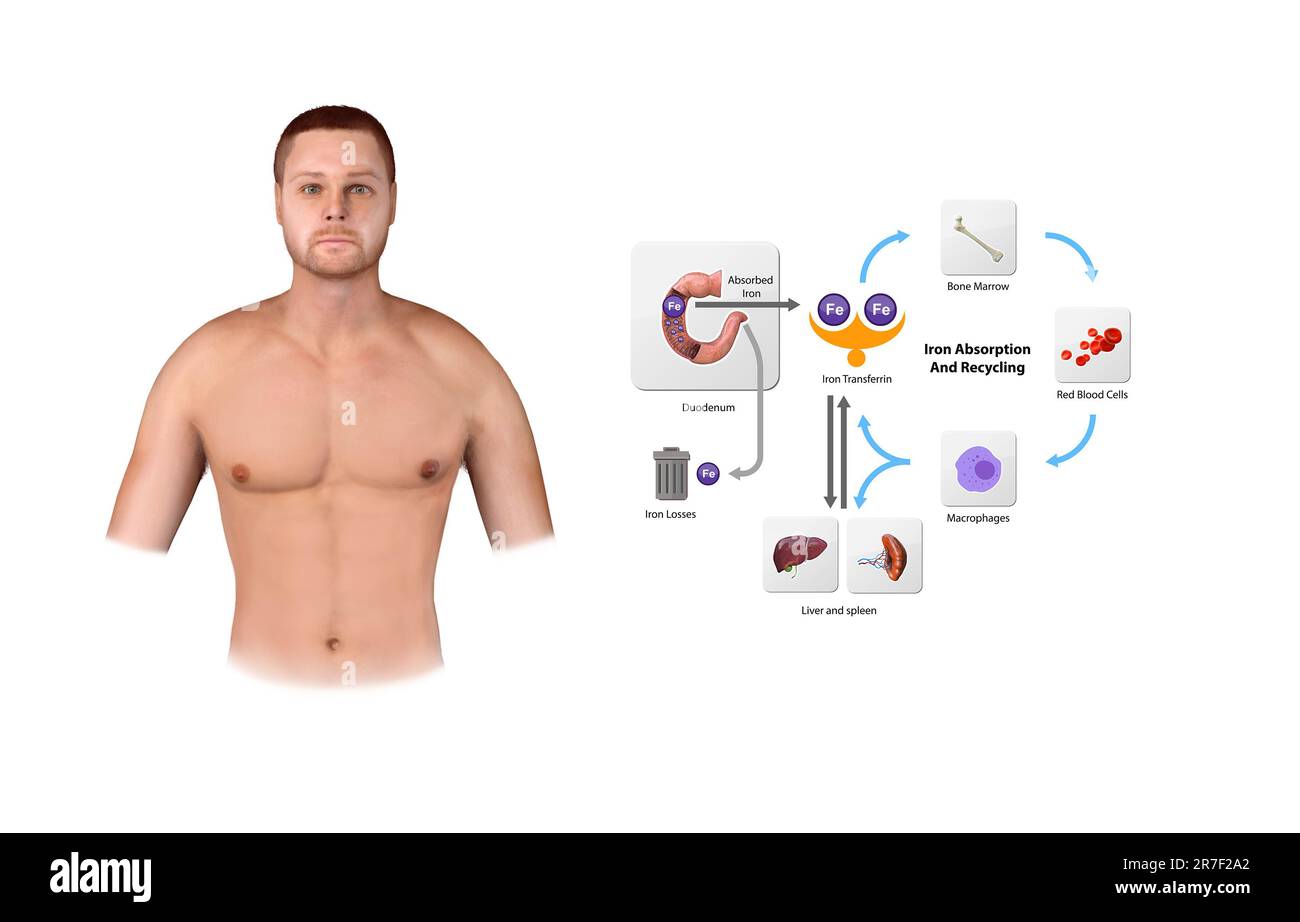 Iron metabolism. from liver, intestine and spleen. Ferrum circulation ...