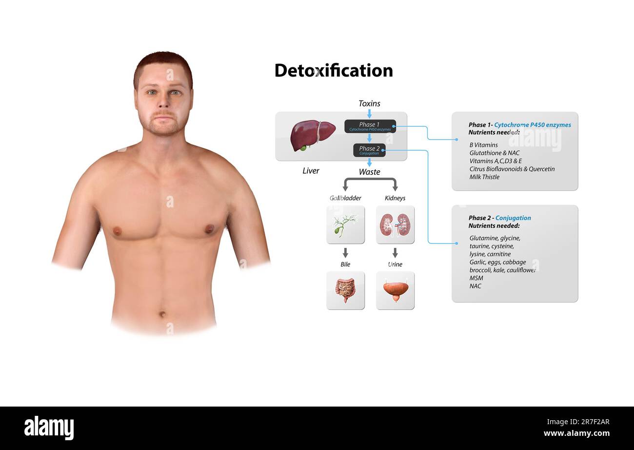 Toxin elimination Cut Out Stock Images & Pictures - Alamy