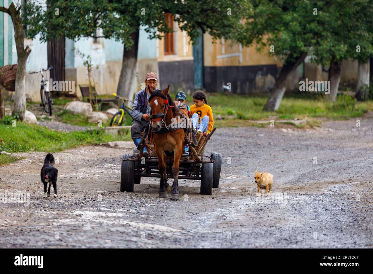 Driving a Horse Carriage in the Village of Viscri in Romania Stock ...