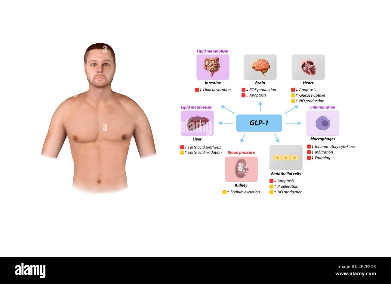 Glucagon-like Peptide 1 GLP-1 prevents macrovascular complications ...